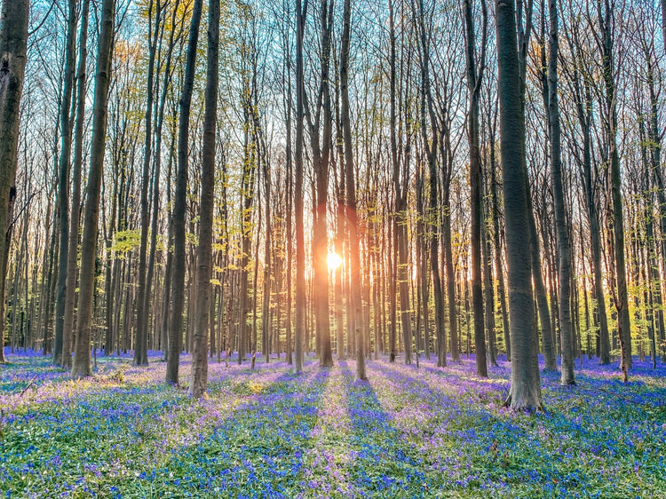 9x the most beautiful forests in Belgium – Amazing Belgium
